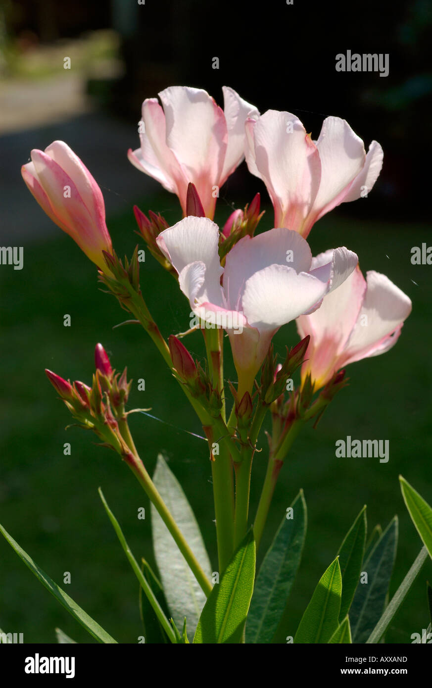 Europe UK england surrey oleander spring blossom Stock Photo - Alamy