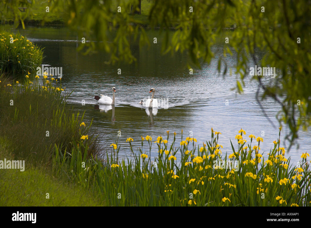 UK Surrey Swan family cruising by yellow lilies Stock Photo - Alamy