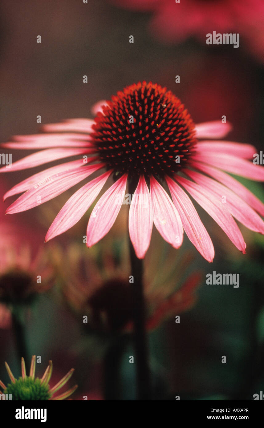 Echinacea purpurea rubinstern hi-res stock photography and images - Alamy