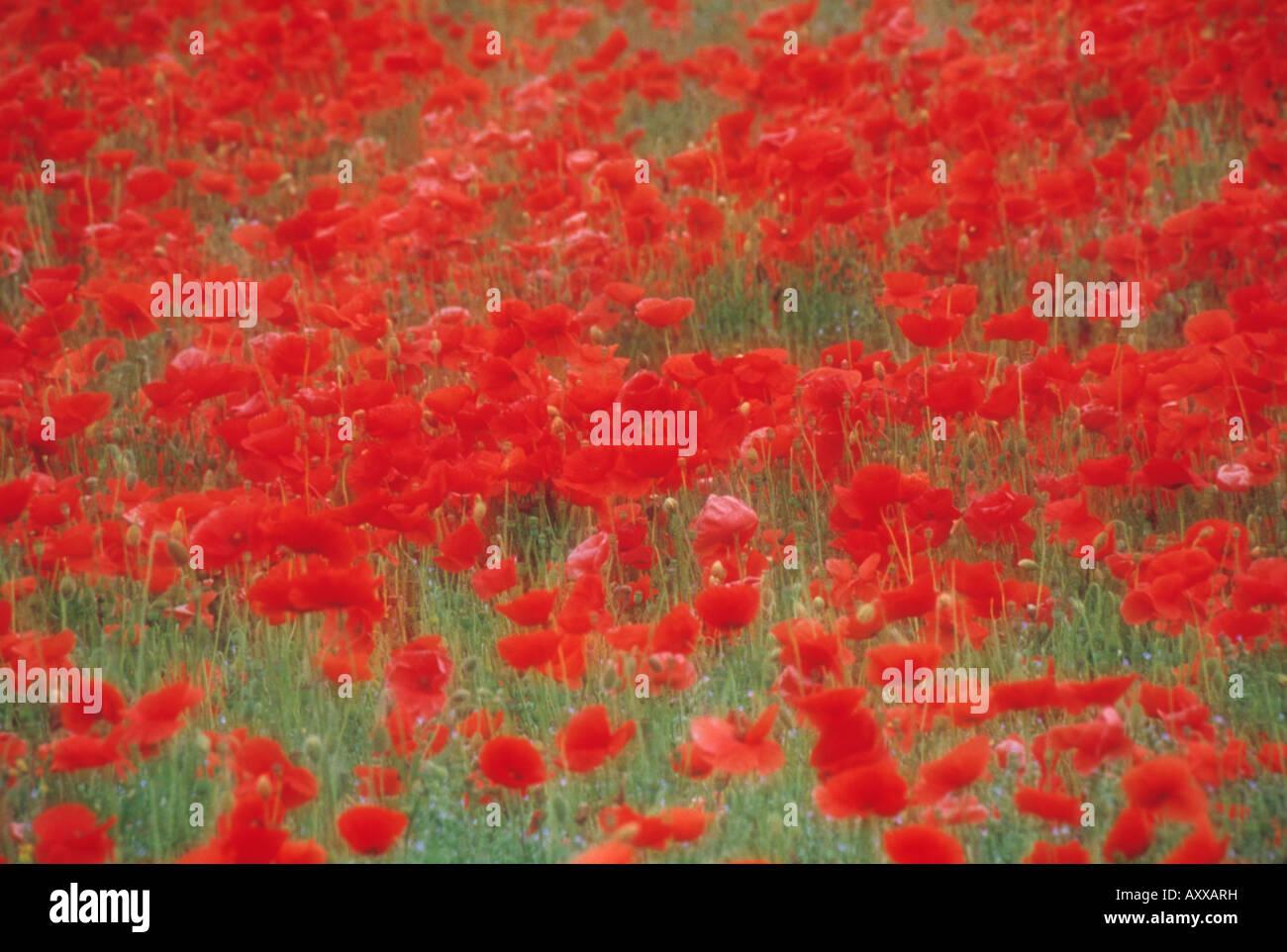 Poppy field, Poppy, field, Papaver rhoeas, Red, Papaver, rhoeas Stock ...
