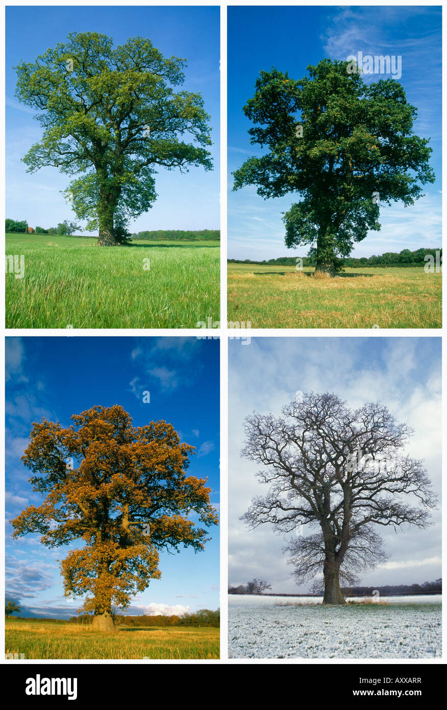 Quercus oak tree winter hi-res stock photography and images - Alamy