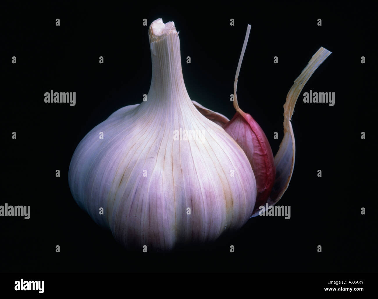 Garlic, Allium sativum, White, Allium, sativum Stock Photo - Alamy