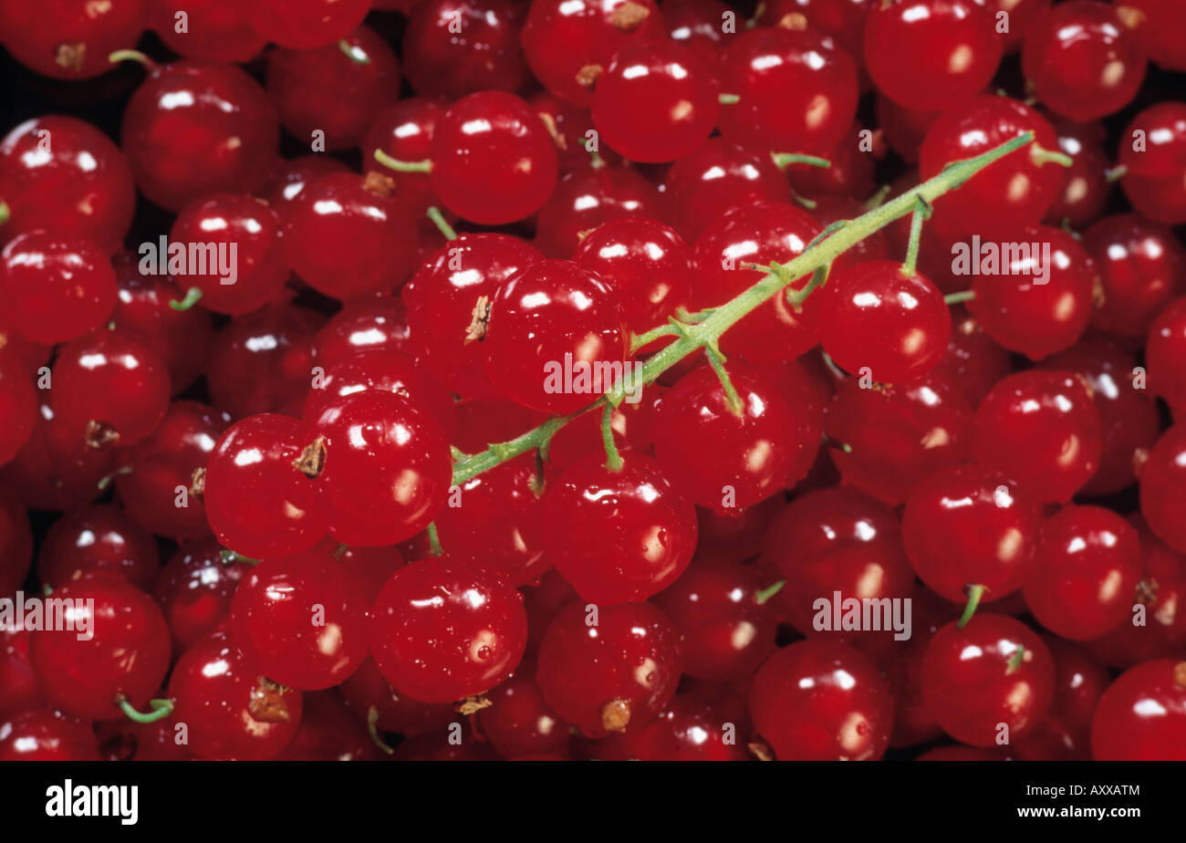 Ribes rubrum sativum hi-res stock photography and images - Alamy