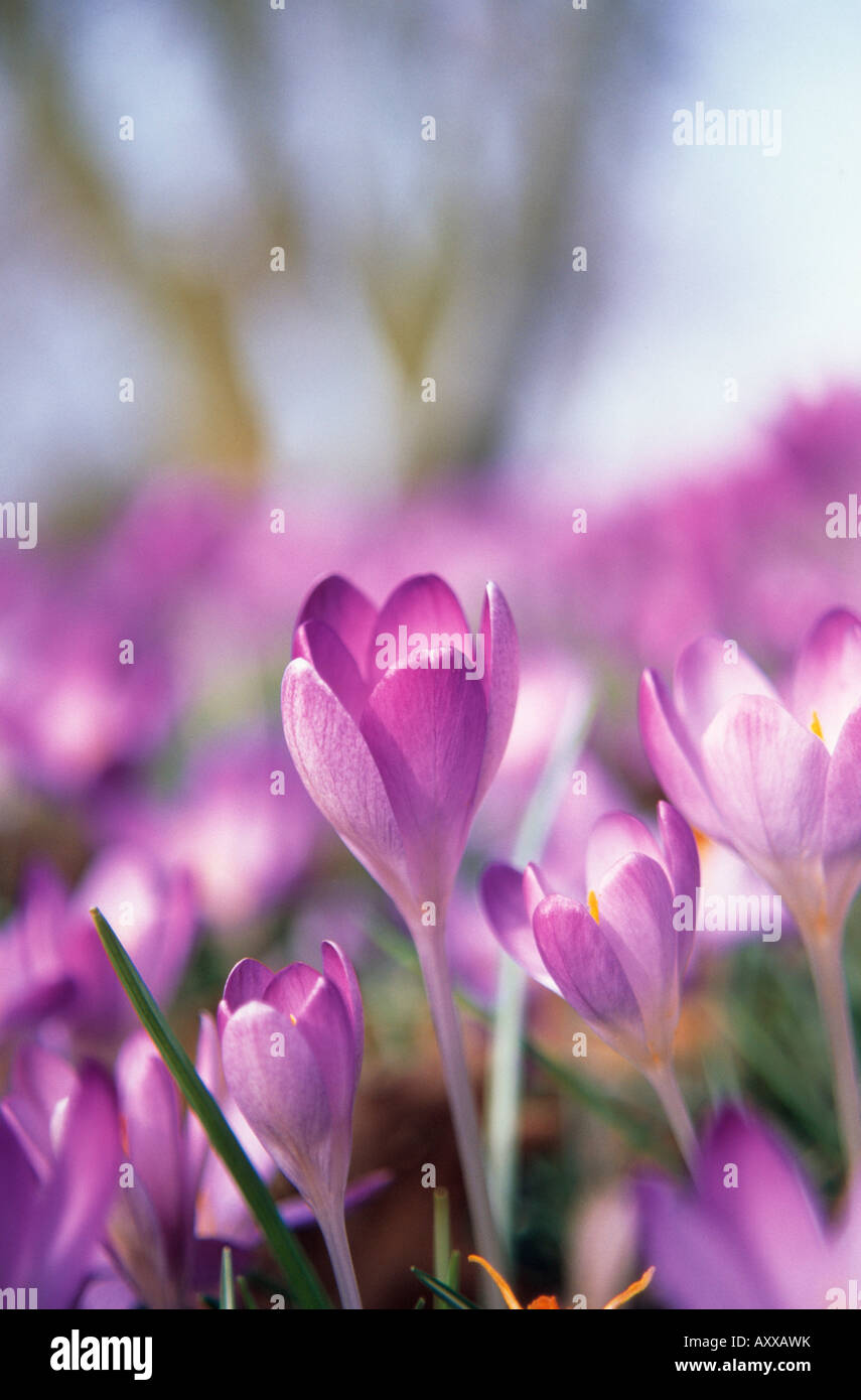 Crocus, Crocus vernus, Purple, Crocus, vernus Stock Photo - Alamy