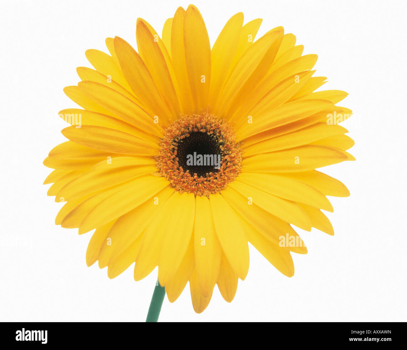 Gerbera, Gerbera, Yellow Stock Photo - Alamy