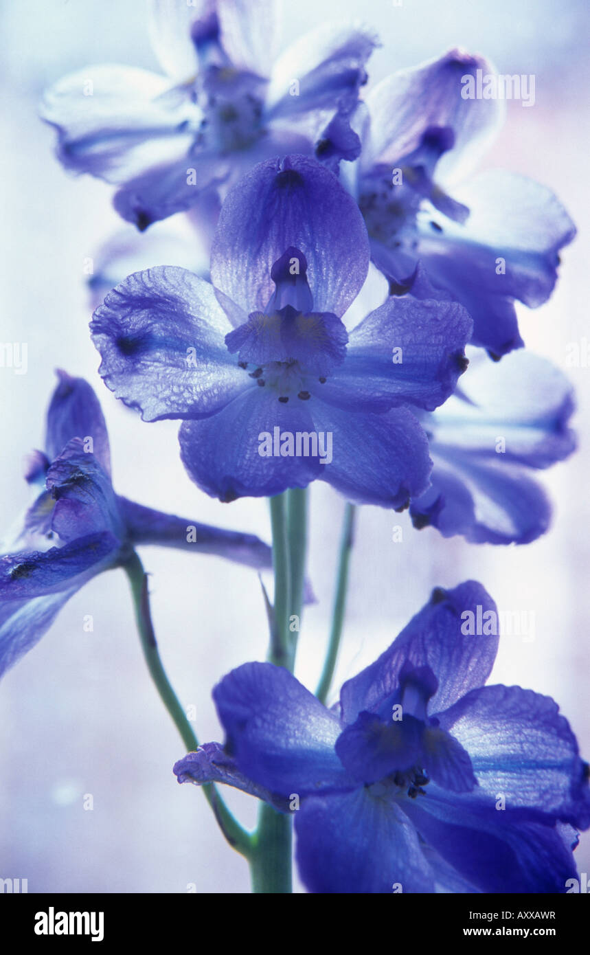 Delphinium, Delphinium, Blue Stock Photo - Alamy
