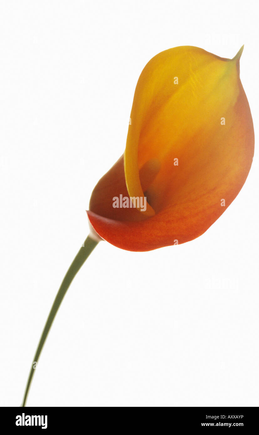 Lily, Arum lily, Calla lily, Arum, Calla, Zantedeschia, Yellow Stock ...