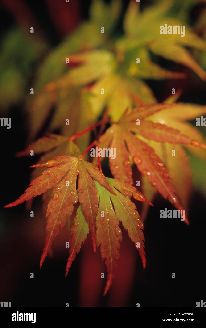 Japanese maple, Japanese, maple, Acer palmatum, Yellow, Acer, palmatum ...