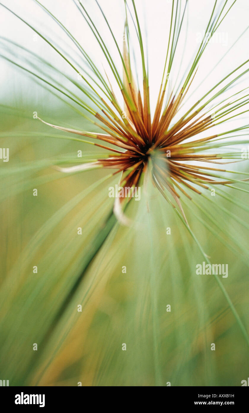 Papyrus, Cyperus papyrus, Brown, Cyperus, papyrus Stock Photo - Alamy