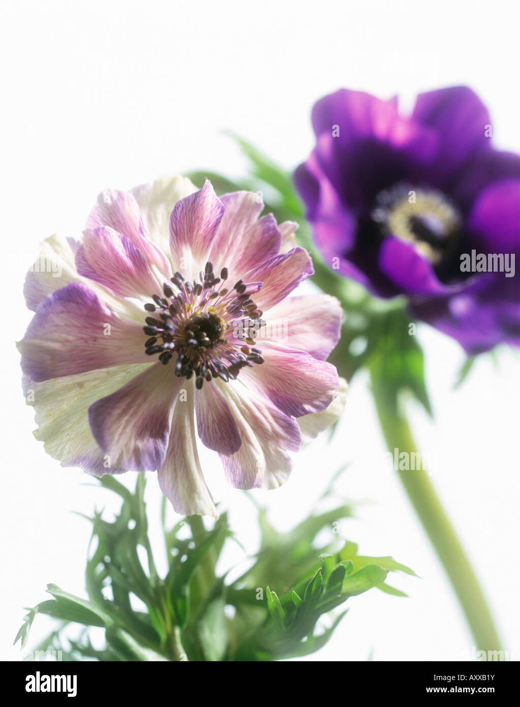 Purple and white anemone flower hi-res stock photography and images - Alamy