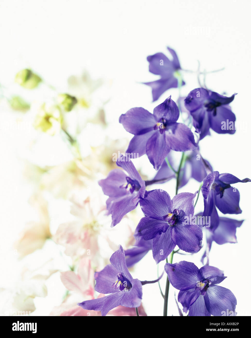 Delphinium, Delphinium, Blue Stock Photo - Alamy