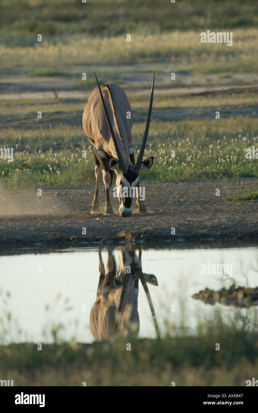 A lone gemsbok stands drinking at a waterhole in the Kalahari Stock ...