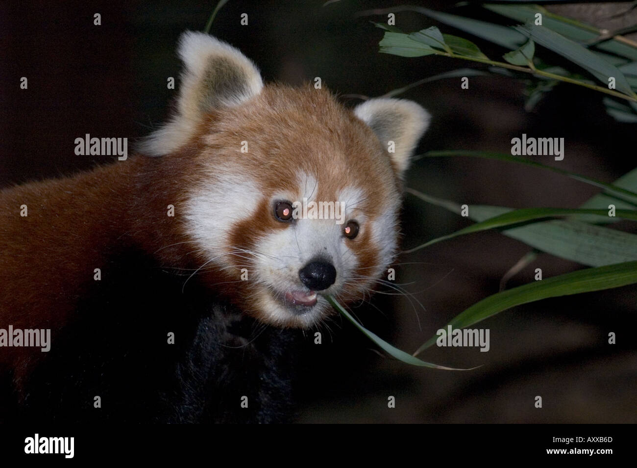 Male panda edinburgh zoo hi-res stock photography and images - Alamy