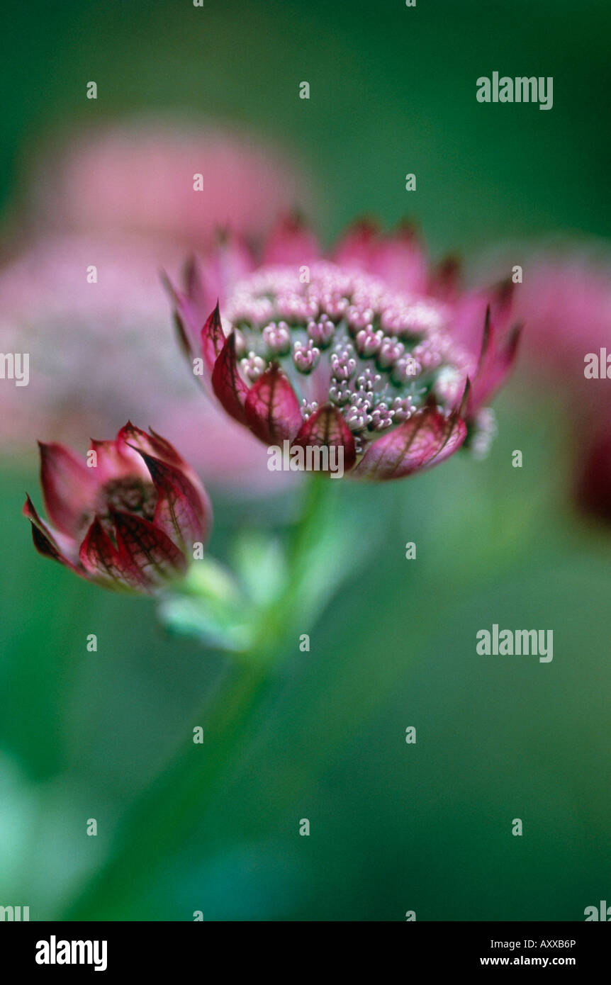 Astrantia, Masterwort, Astrantia major, Pink, Astrantia, major Stock ...