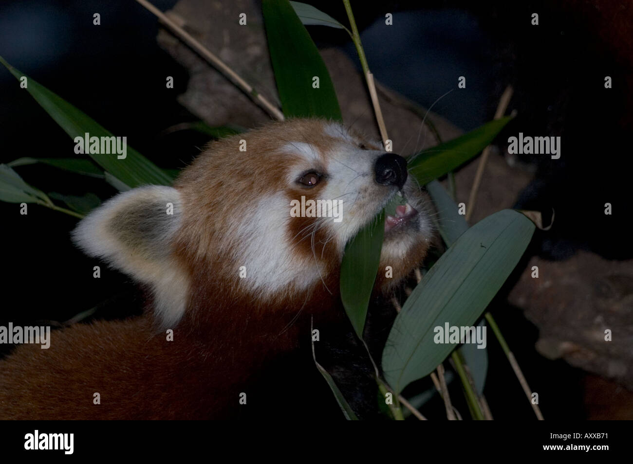 Male panda edinburgh zoo hi-res stock photography and images - Alamy