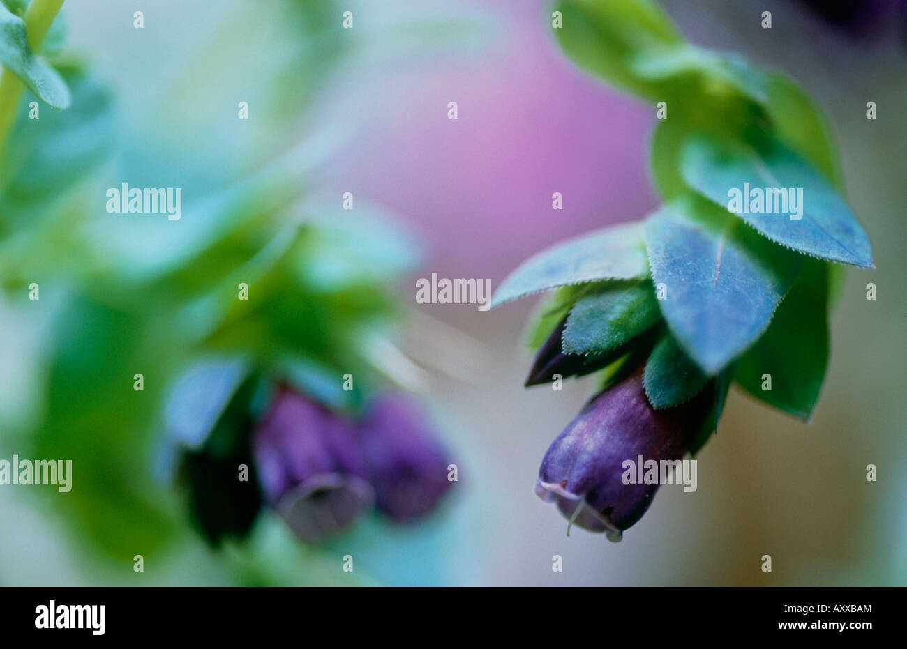Purpurescens hi-res stock photography and images - Alamy