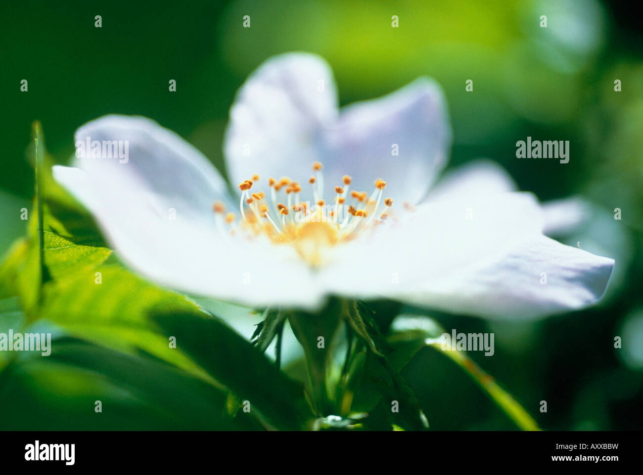 Rose, Wild rose, Dog rose, Wild, Dog, Rosa canina, White, Rosa, canina ...