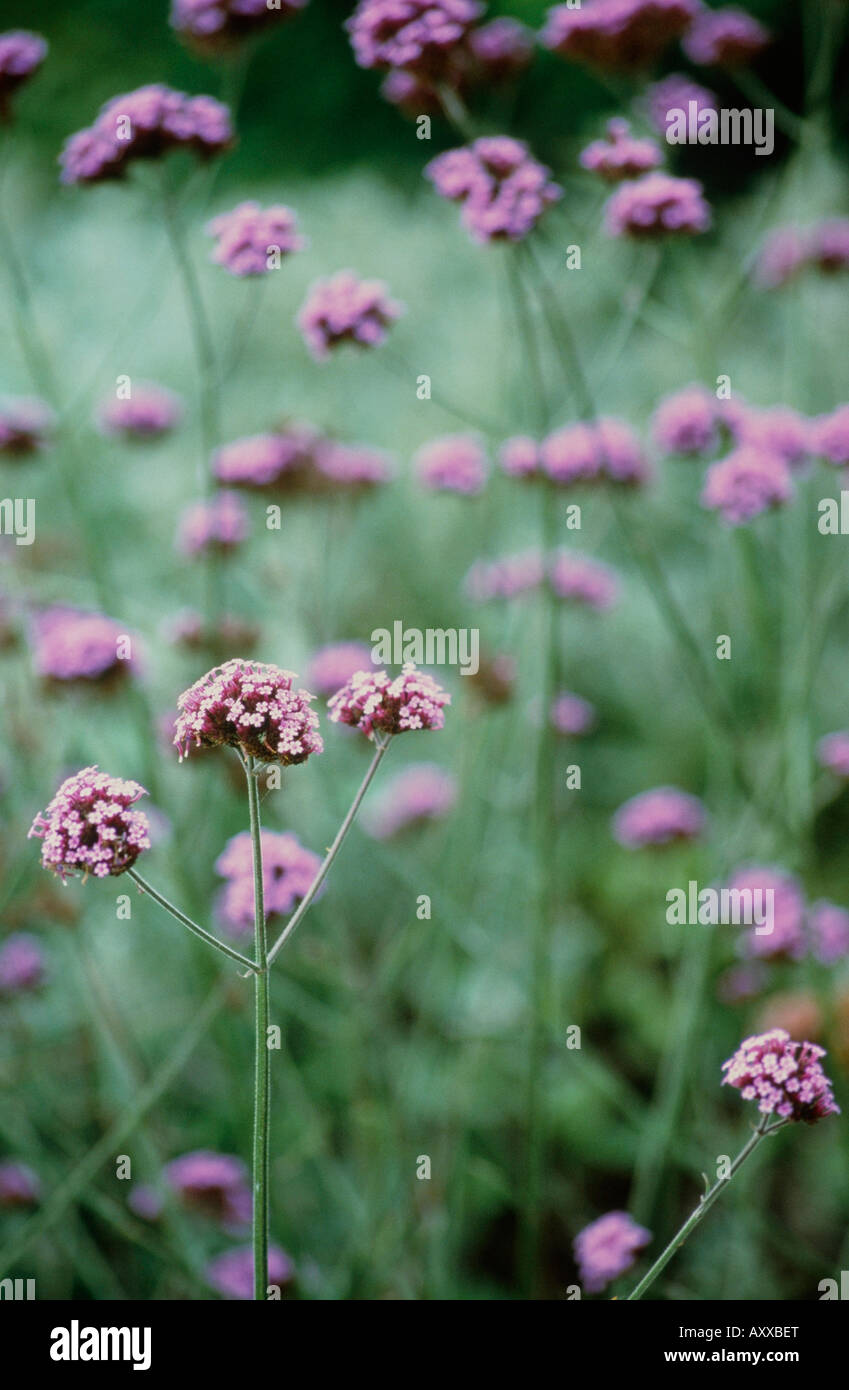 Verbena brazilian verbena hi-res stock photography and images - Alamy