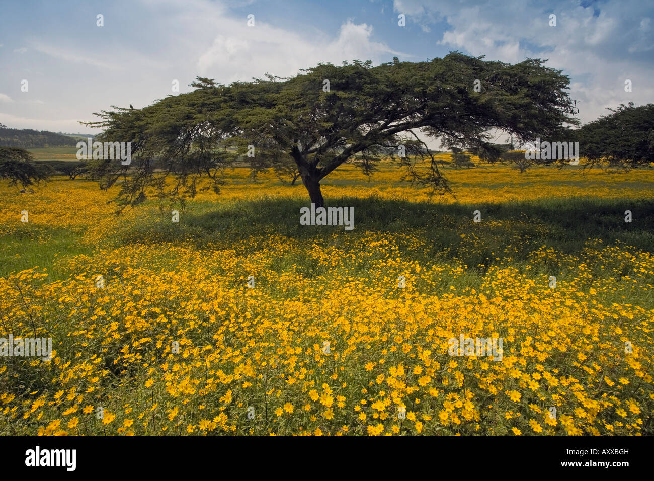 Acacia tree and yellow Meskel flowers, Green fertile fields, Ethiopian ...