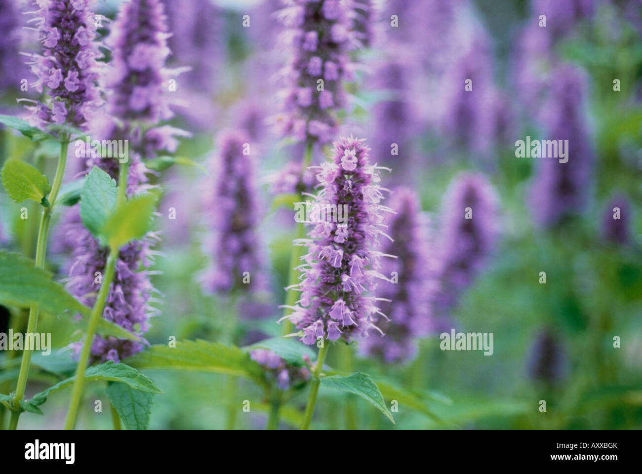 Mint, Spearmint, Mentha spicata, Purple, Mentha, spicata Stock Photo ...