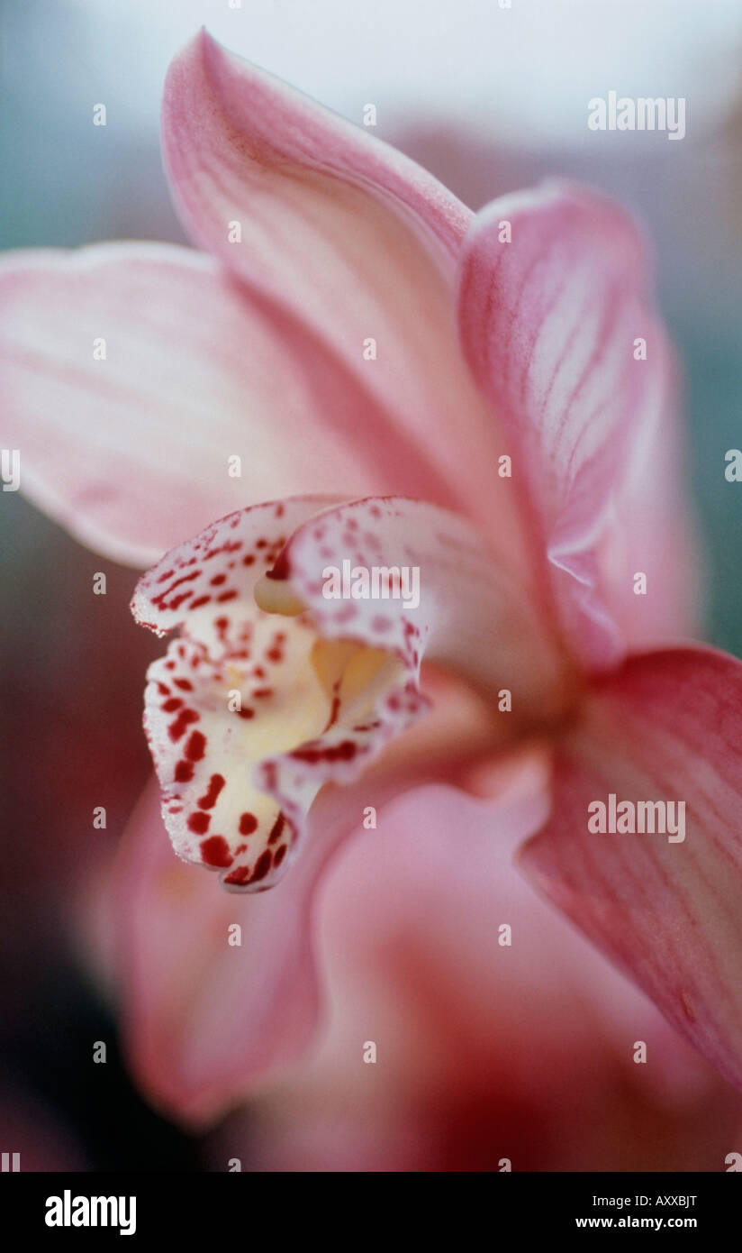 Orchid, Cymbidium, Pink Stock Photo - Alamy