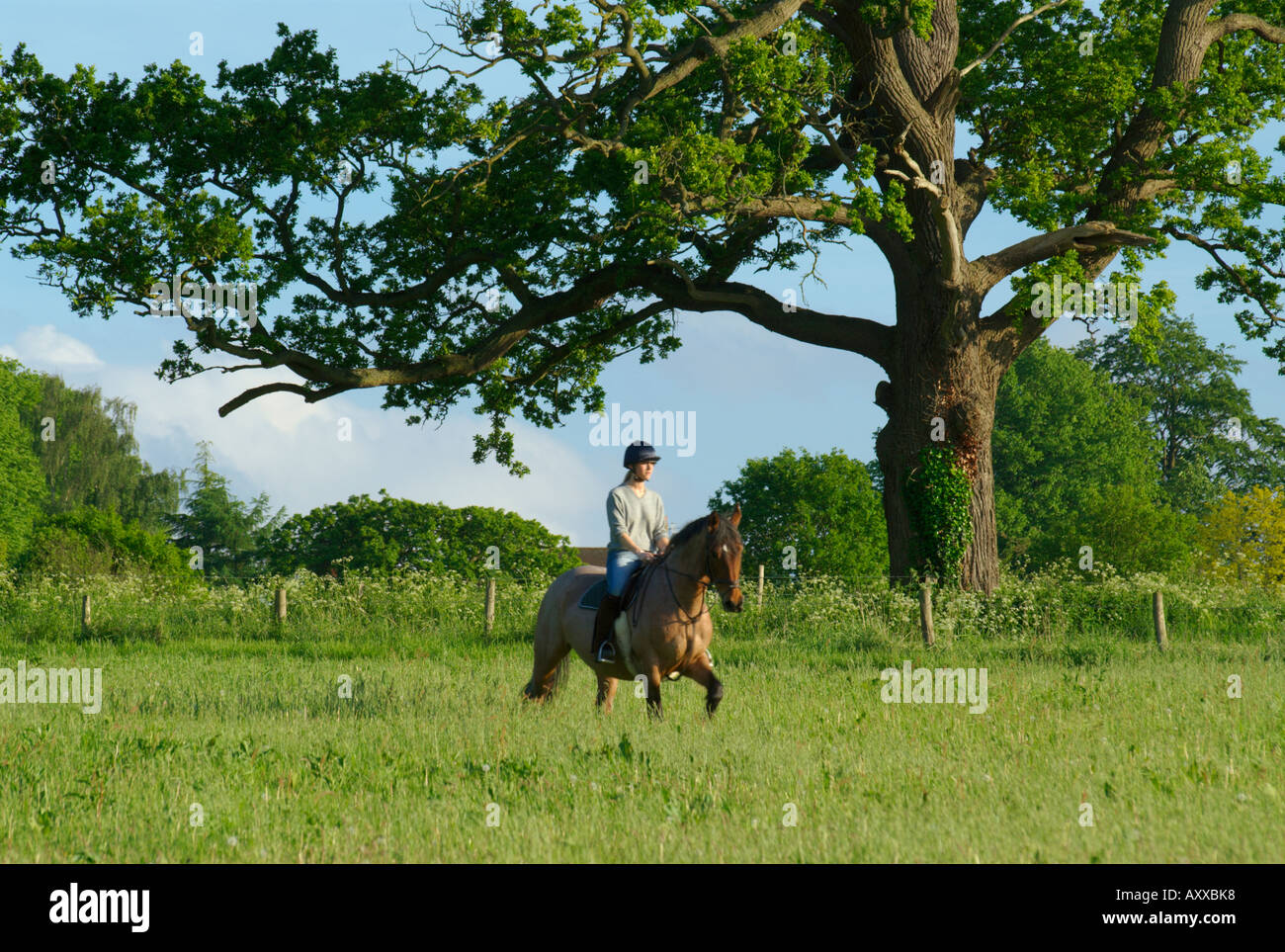 Rider equestrian england hi-res stock photography and images - Alamy