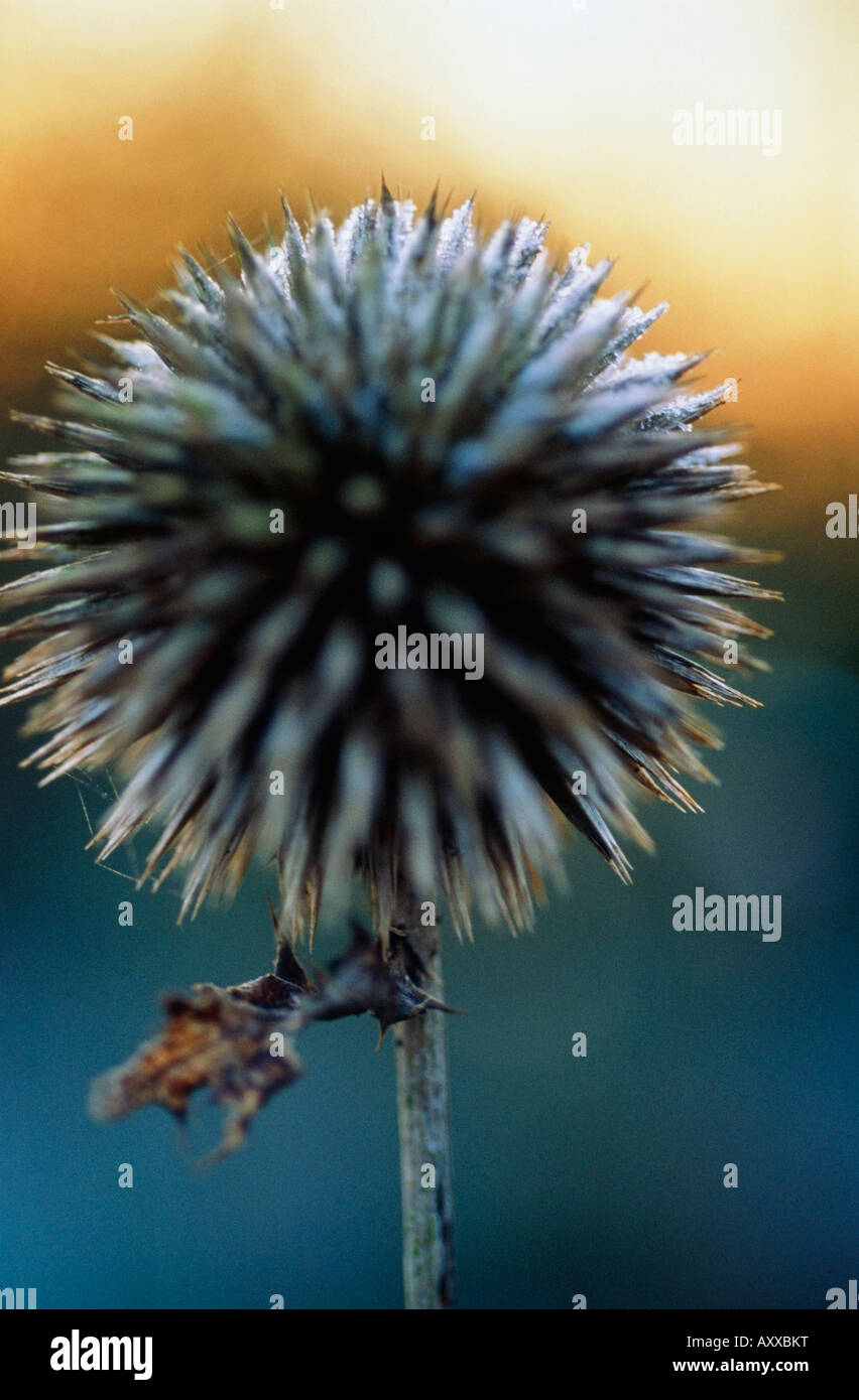 Globe thistle, Globe, thistle, Echinops ritro, Blue, Echinops, ritro ...