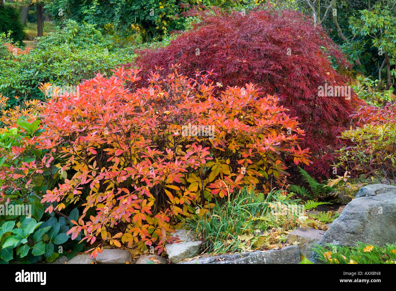 Rhododendron bushes turning purple and red in autumn Stock Photo - Alamy