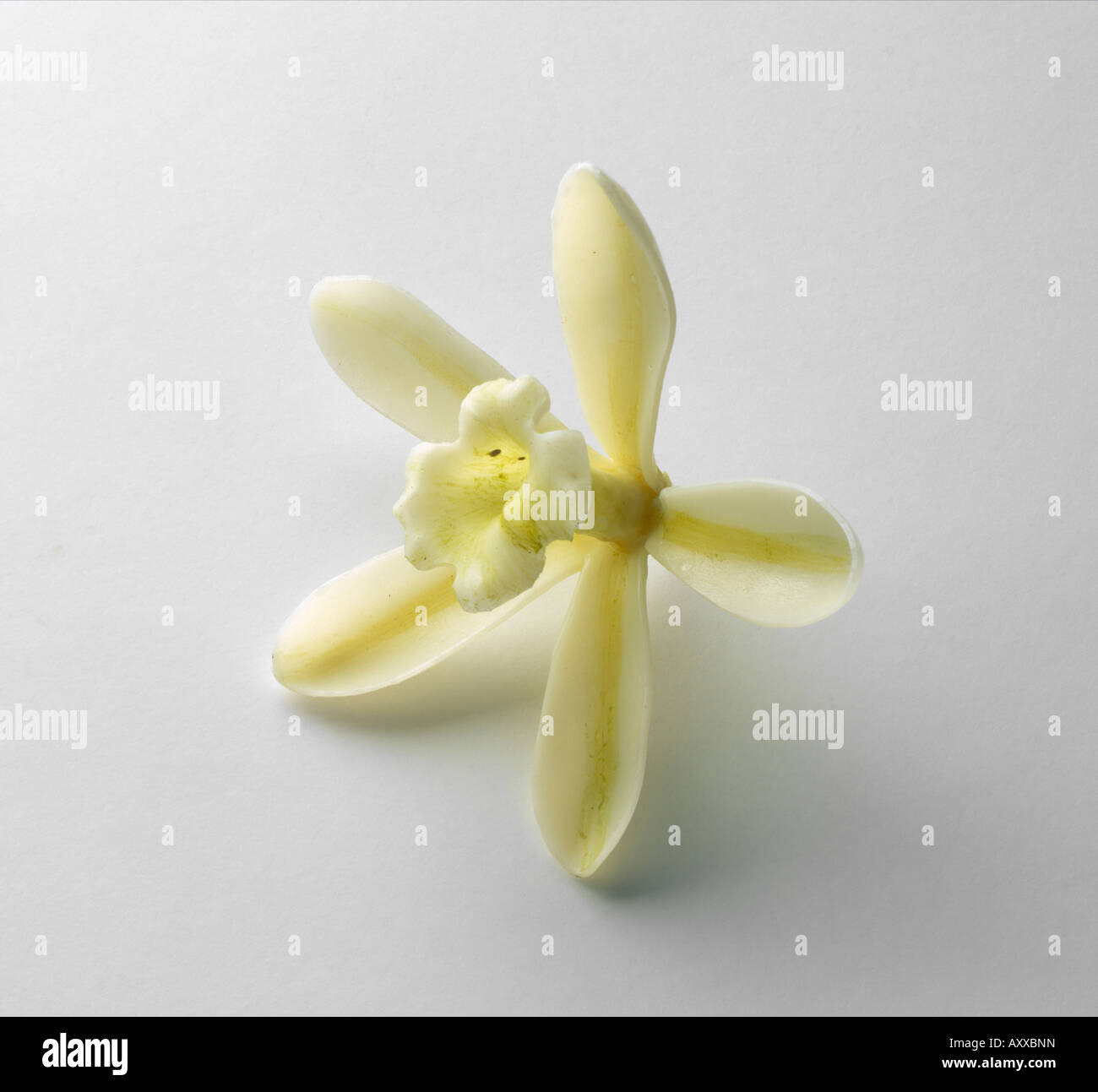 Vanilla planifolia bloom hi-res stock photography and images - Alamy