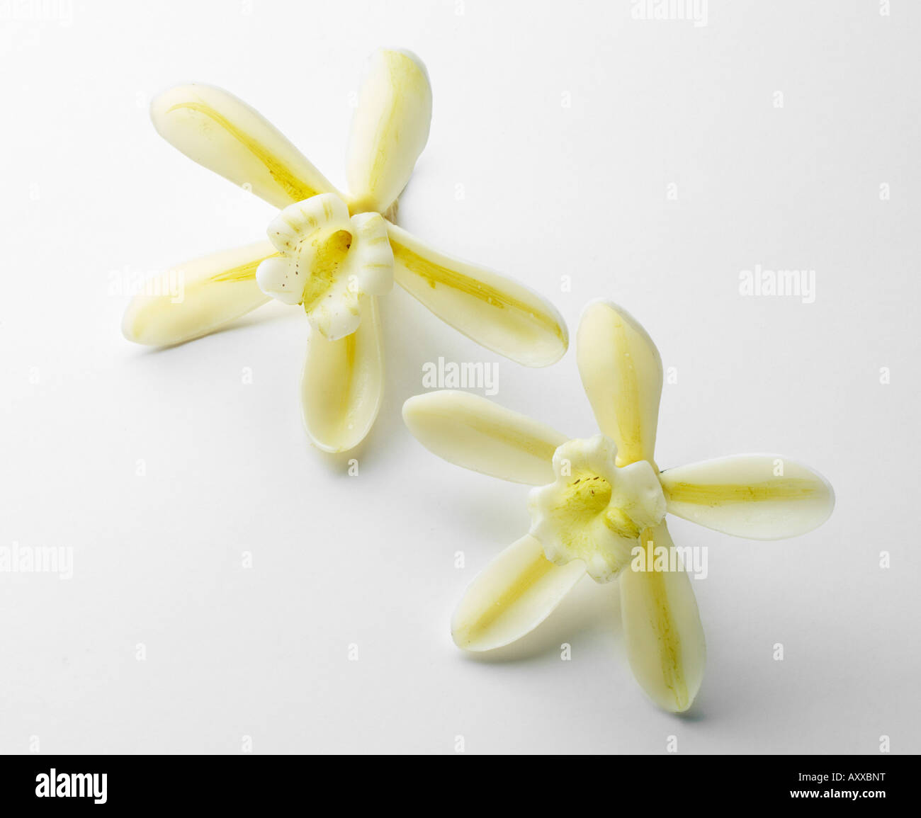 Vanilla planifolia bloom hi-res stock photography and images - Alamy