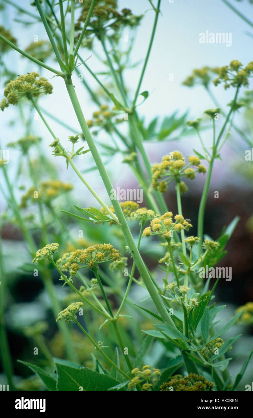 Lovage, Levisticum officinale, Yellow, Levisticum, officinale Stock ...