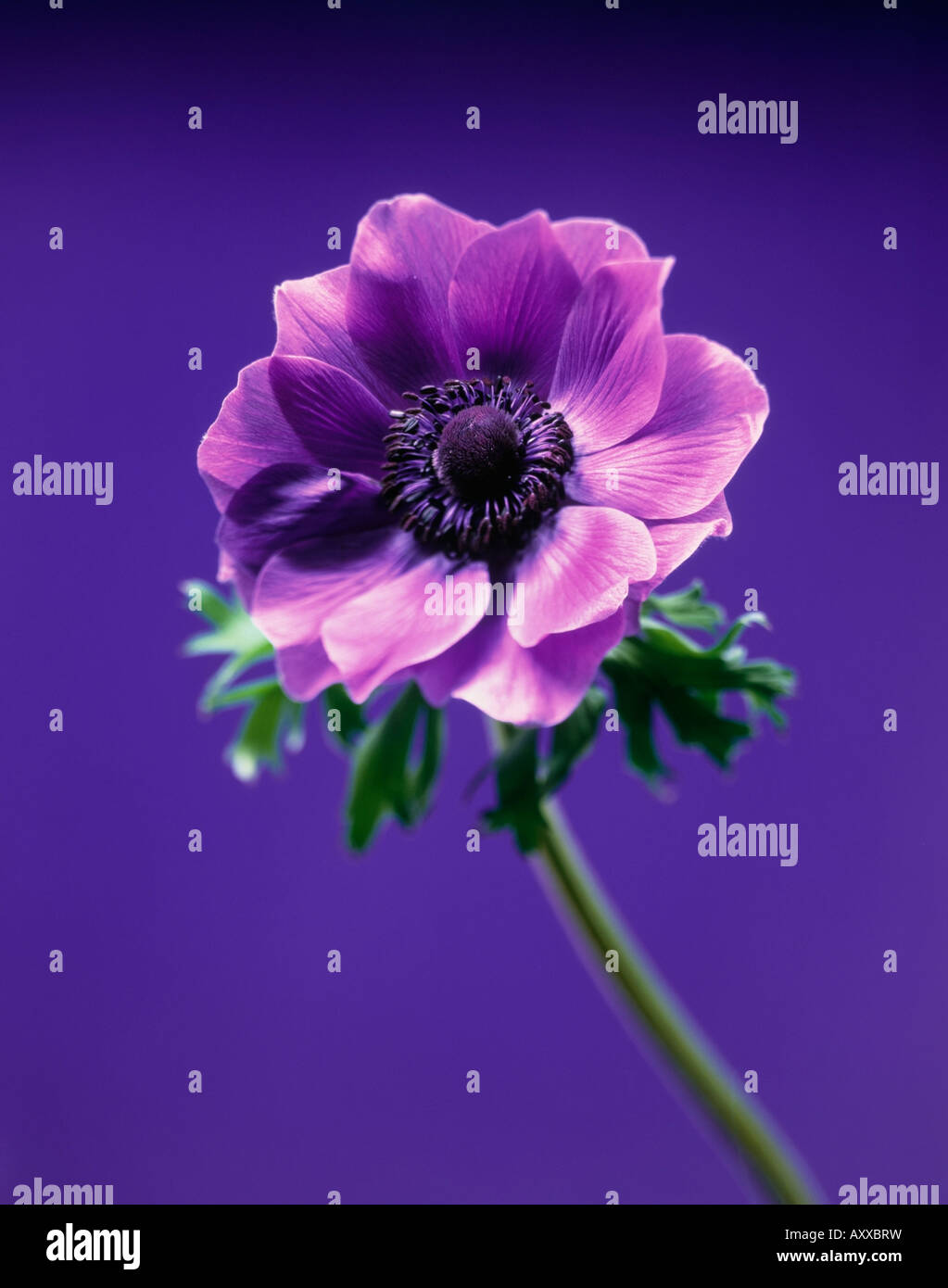 Anemone, Anemone coronaria 'Lord Lieutenant', Purple, Anemone ...