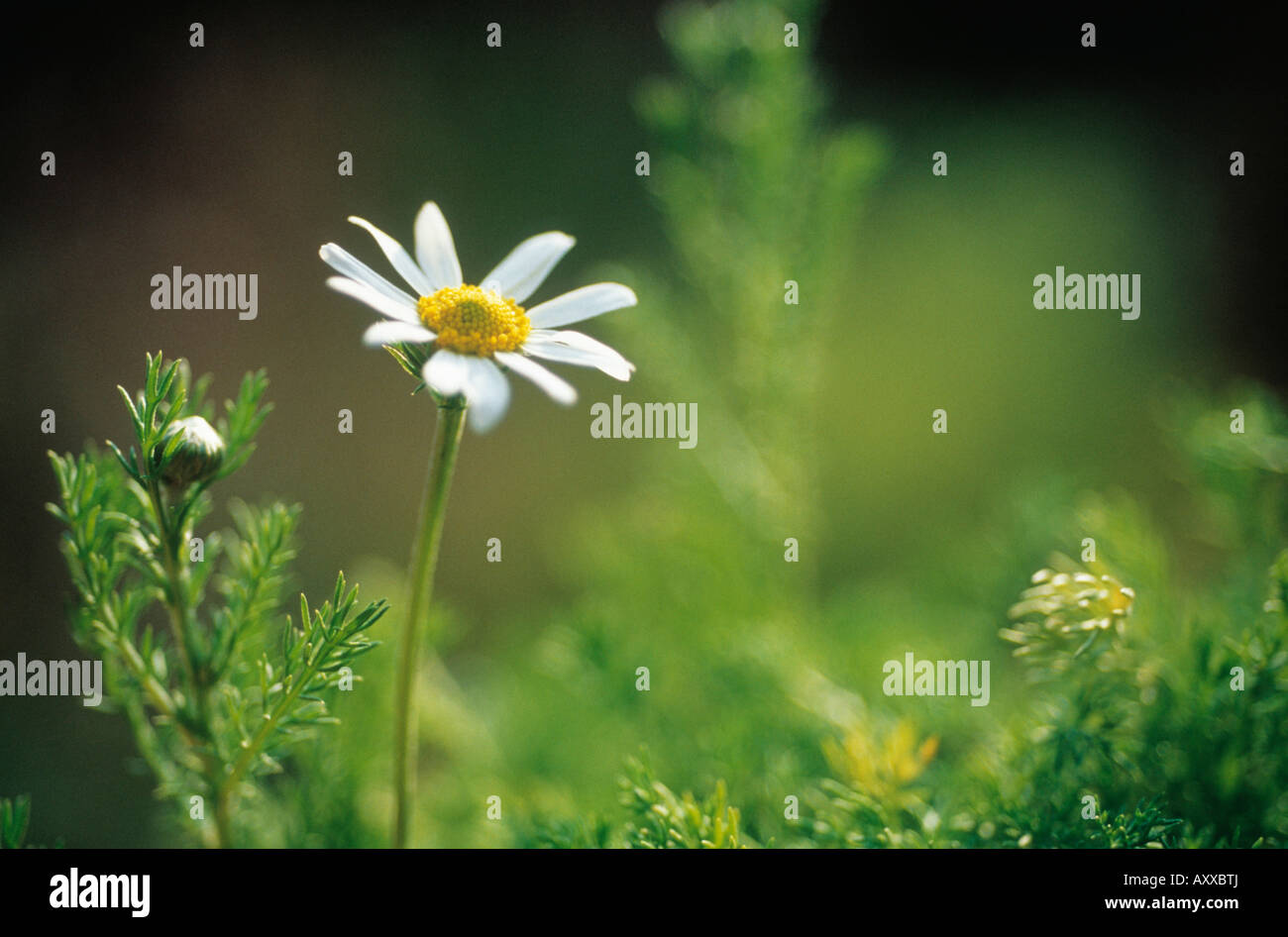 Daisy like flower hi-res stock photography and images - Alamy