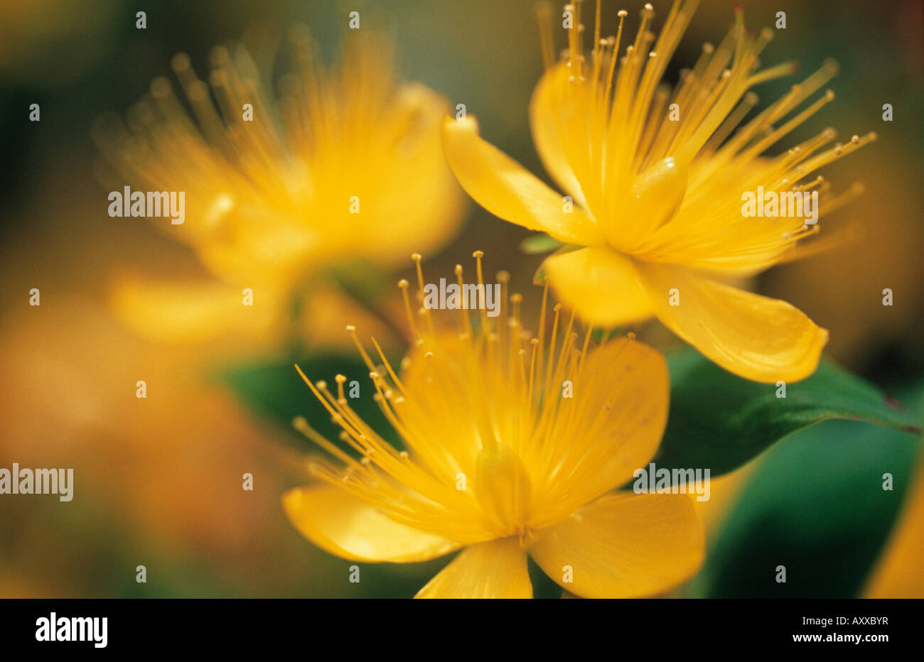 Hypericum, Hypericum, Yellow Stock Photo - Alamy