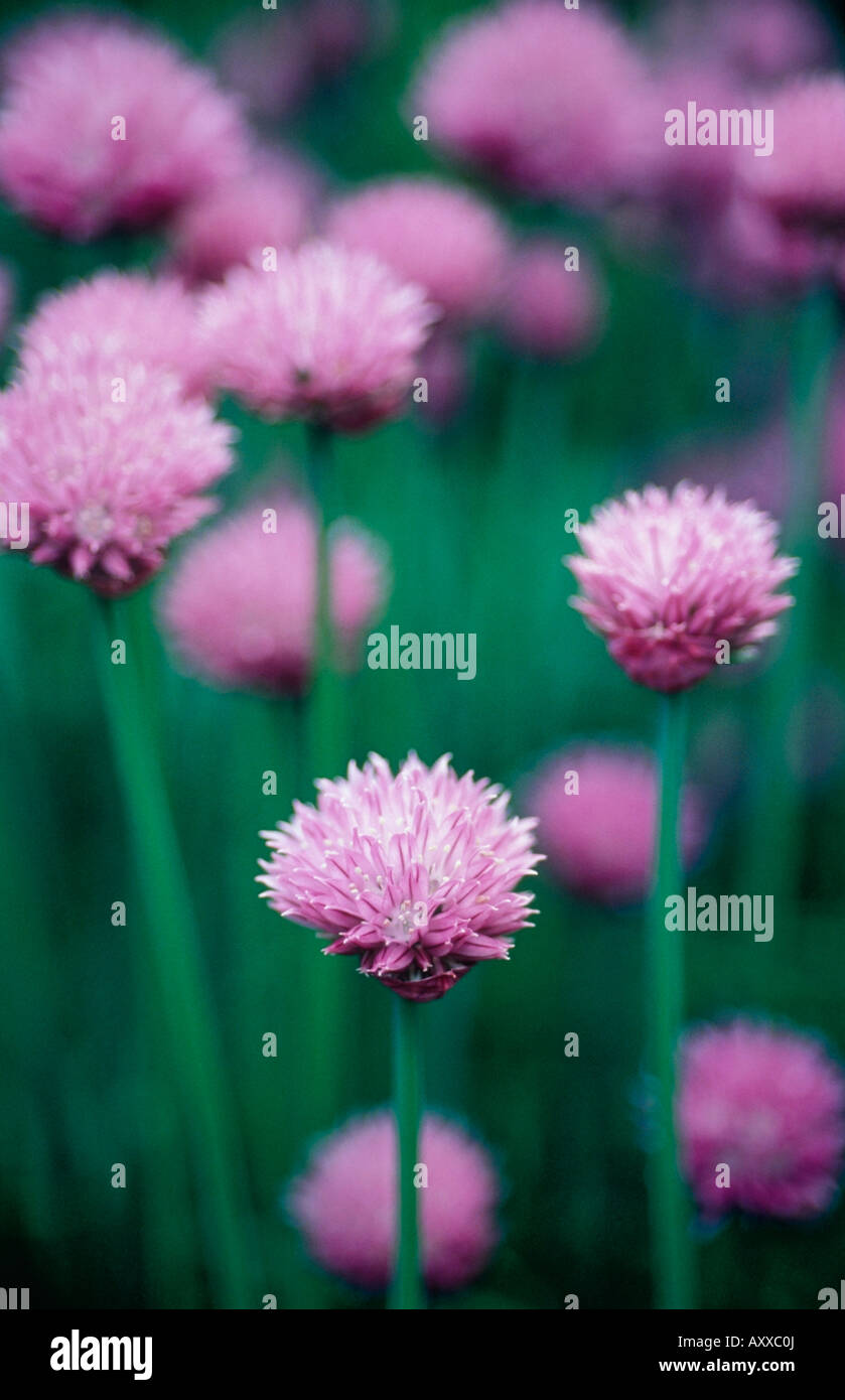 Chive, Allium schoenoprasum, Pink, Allium, schoenoprasum Stock Photo ...
