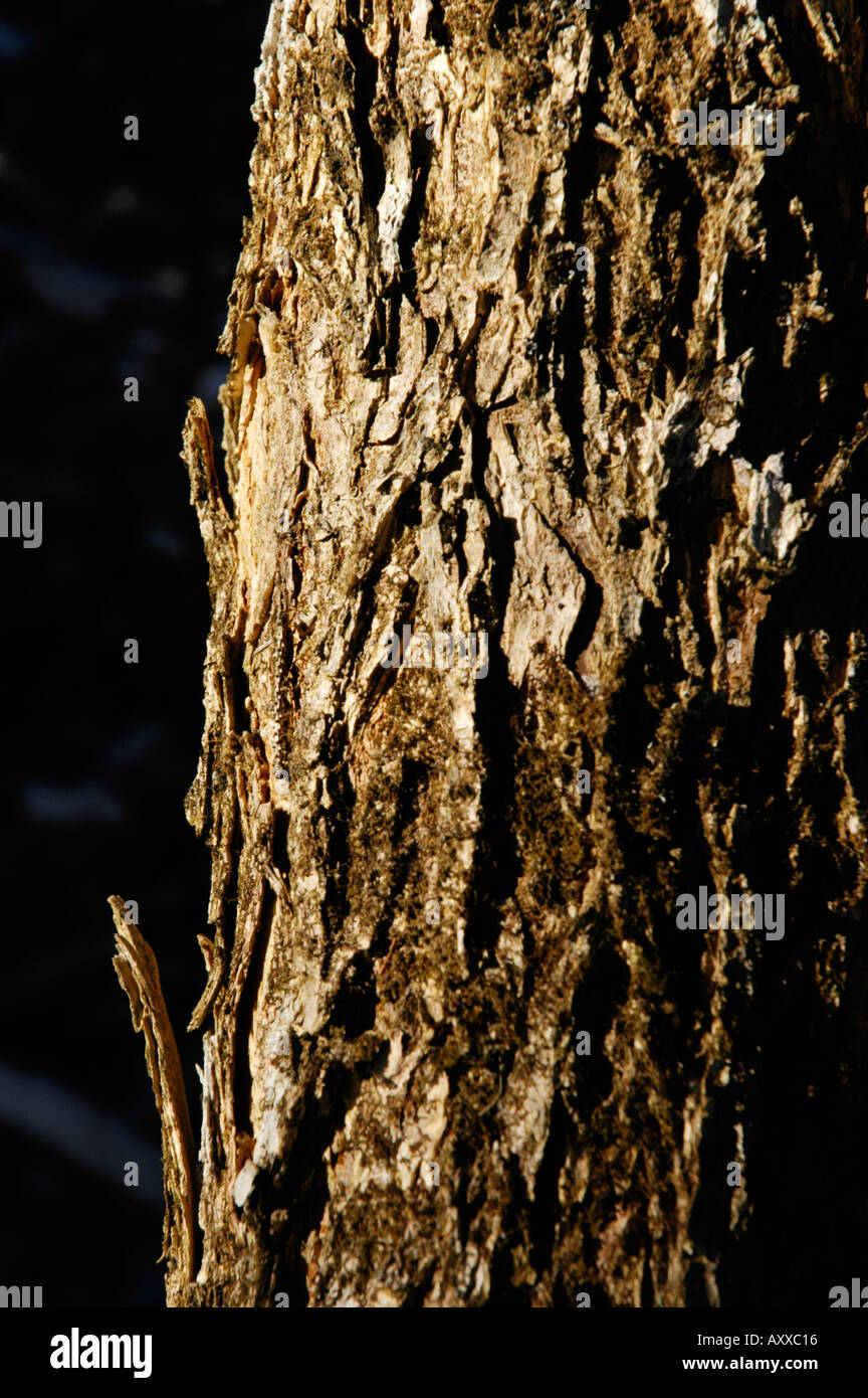 Deeply furrowed bark on a tree in a boreal forest Stock Photo - Alamy