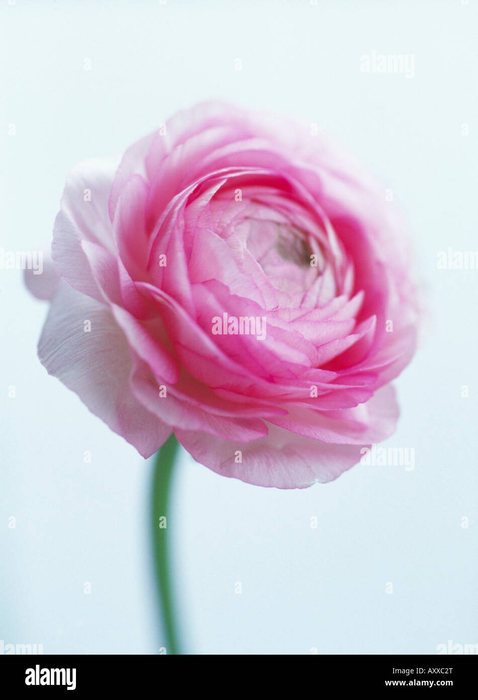 Ranunculus pink Cut Out Stock Images & Pictures - Alamy