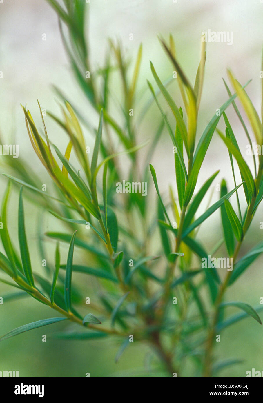 Melaleuca tree hi-res stock photography and images - Alamy