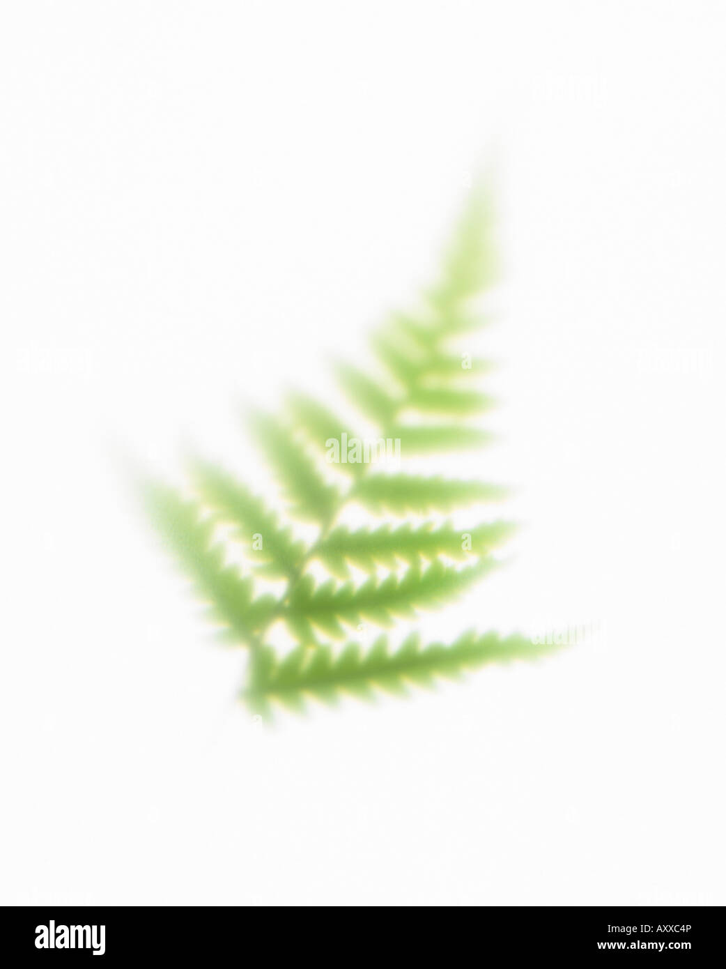 Individual fern leaf Cut Out Stock Images & Pictures - Alamy
