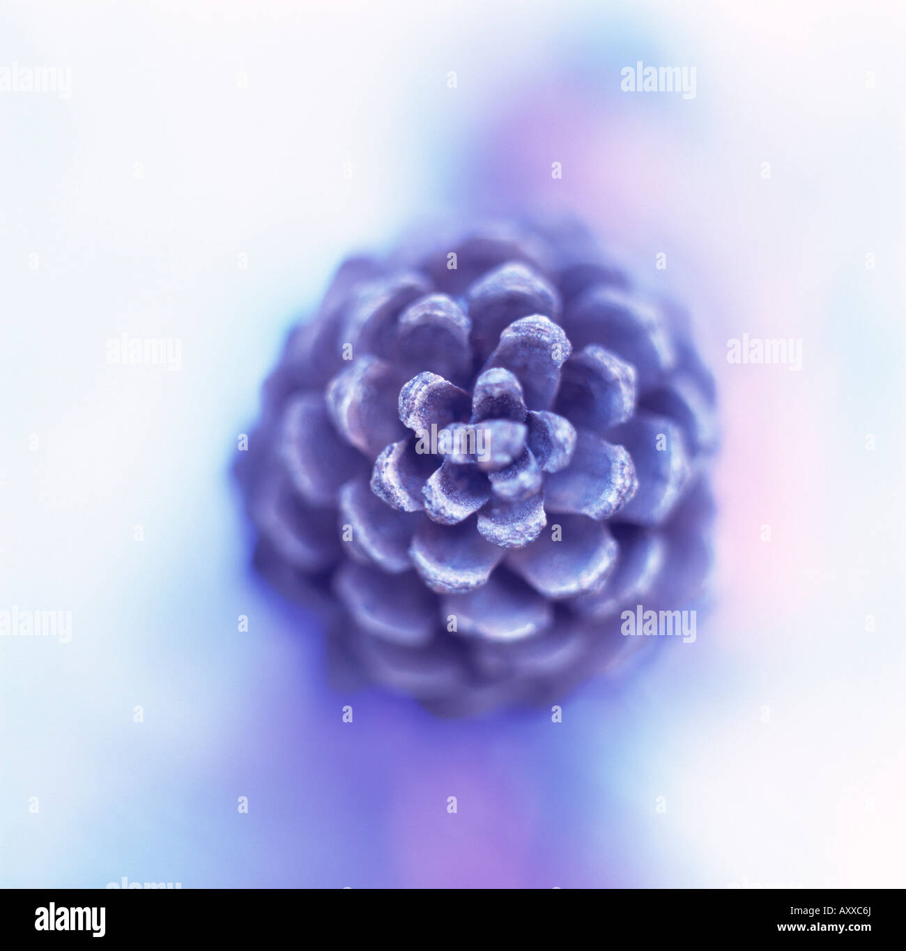 Cone pinus hi-res stock photography and images - Alamy