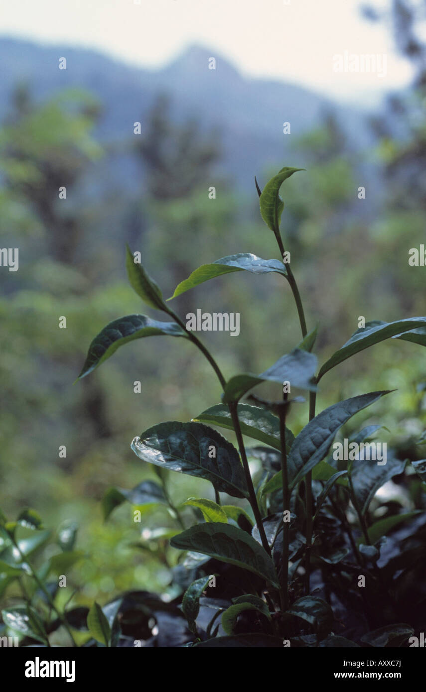 Tea plant, Tea, plant, Camellia sinensis, Green, Camellia, sinensis ... Tea plant, Tea, plant, Camellia sinensis, Green, Camellia, sinensis ...