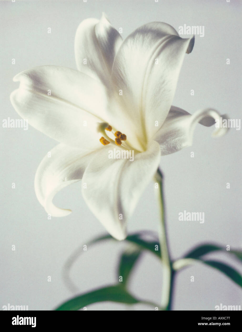 Lily cut out hi-res stock photography and images - Alamy