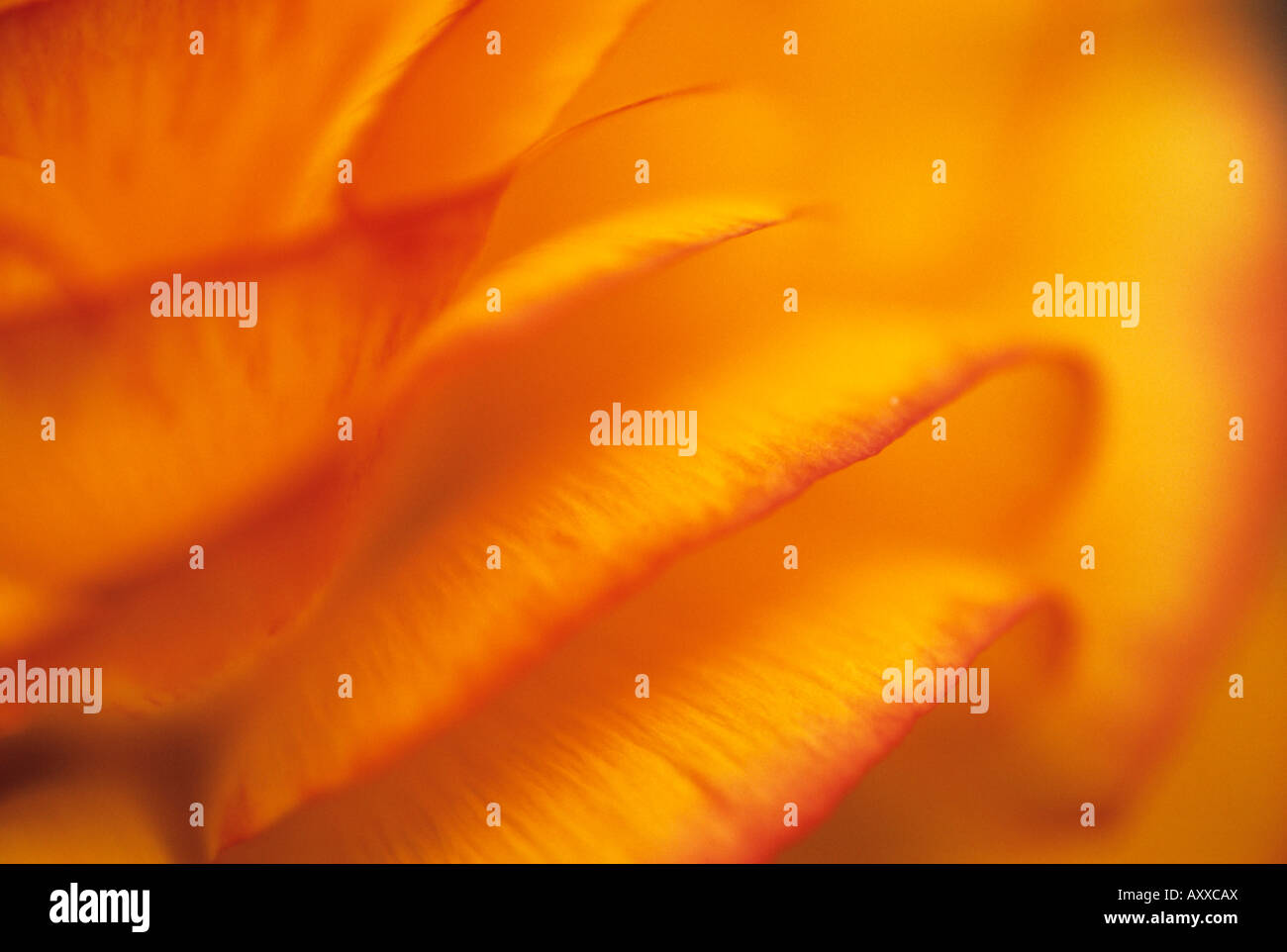 Ranunculus, Ranunculus, Orange Stock Photo - Alamy