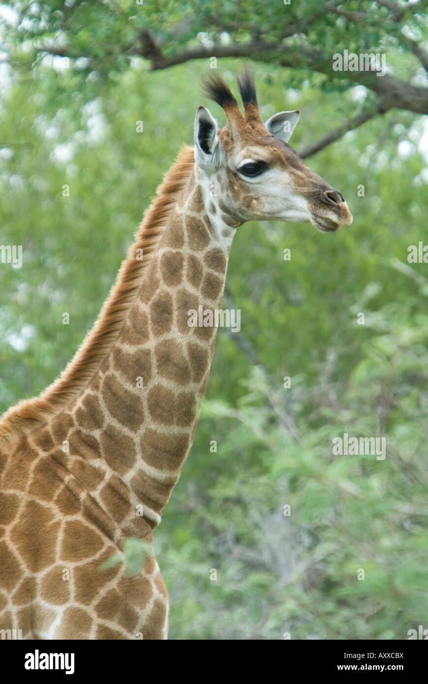 Side view of a giraffe hi-res stock photography and images - Alamy