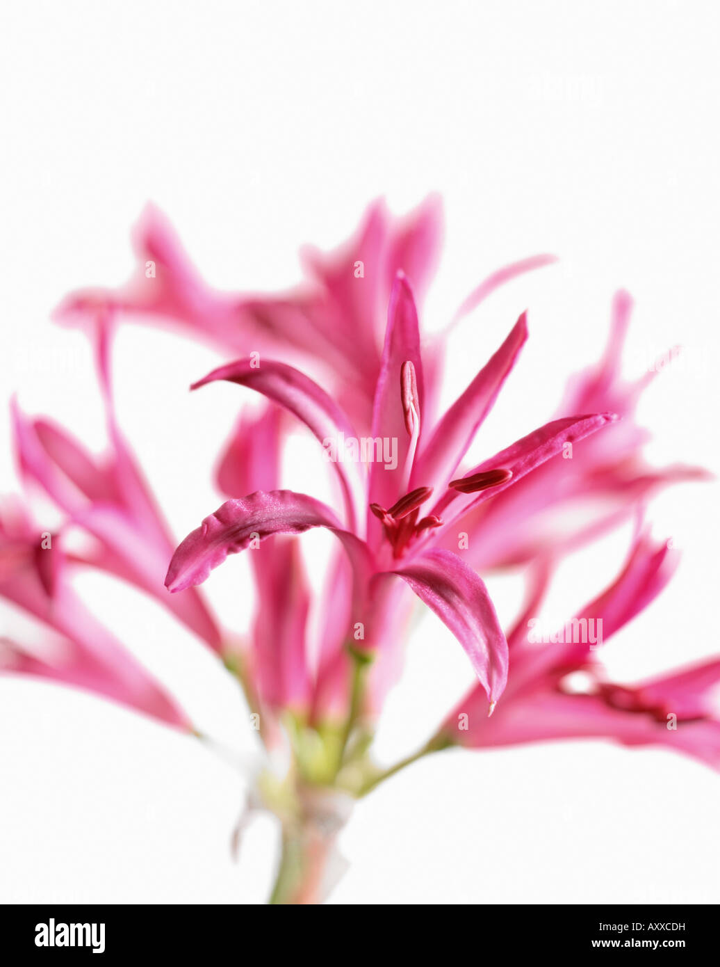 Nerine, Nerine bowdenii, Pink, Nerine, bowdenii Stock Photo - Alamy