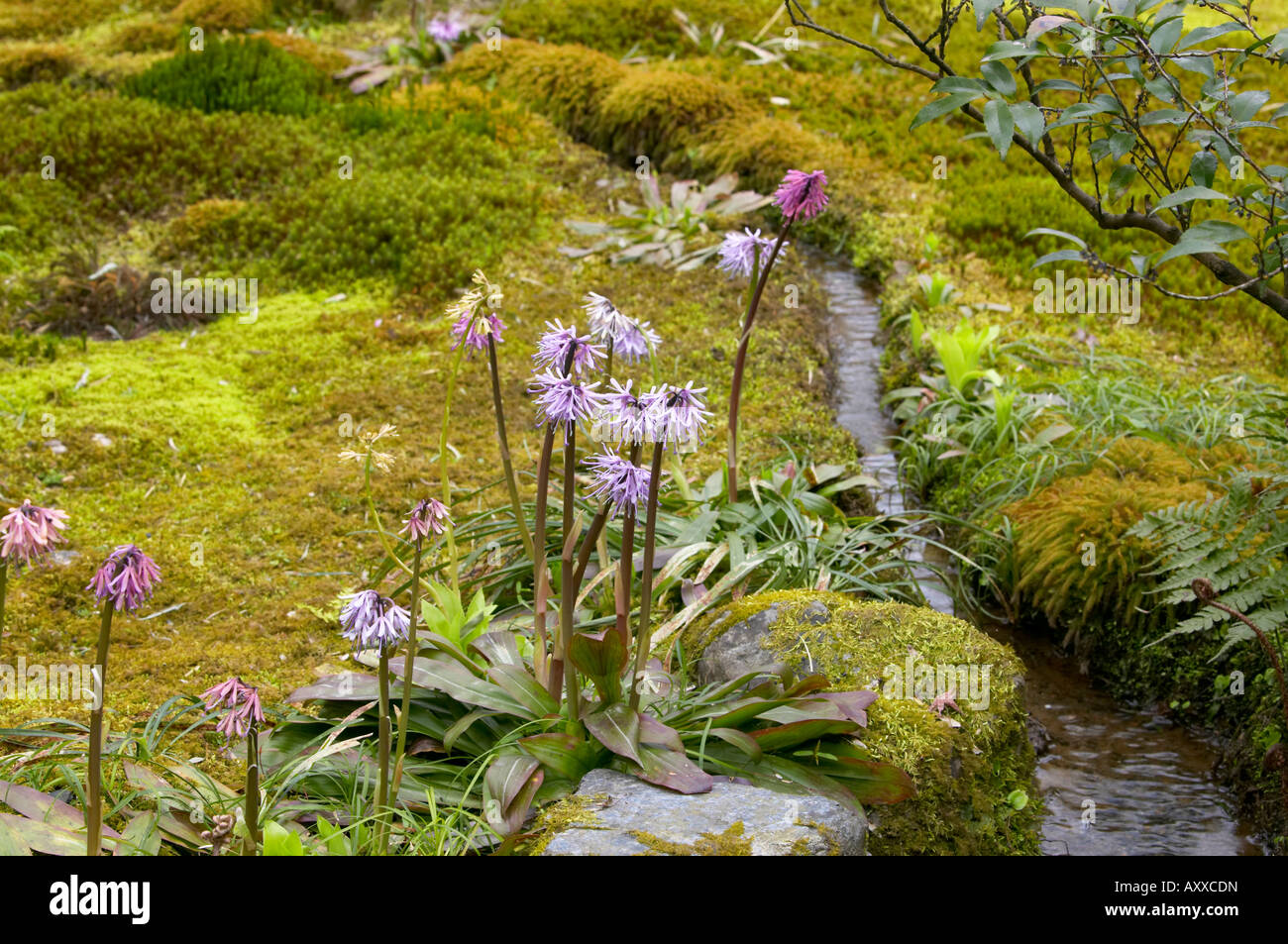 Moss garden at Gioji temple, Kyoto, Japan, Spring Stock Photo - Alamy