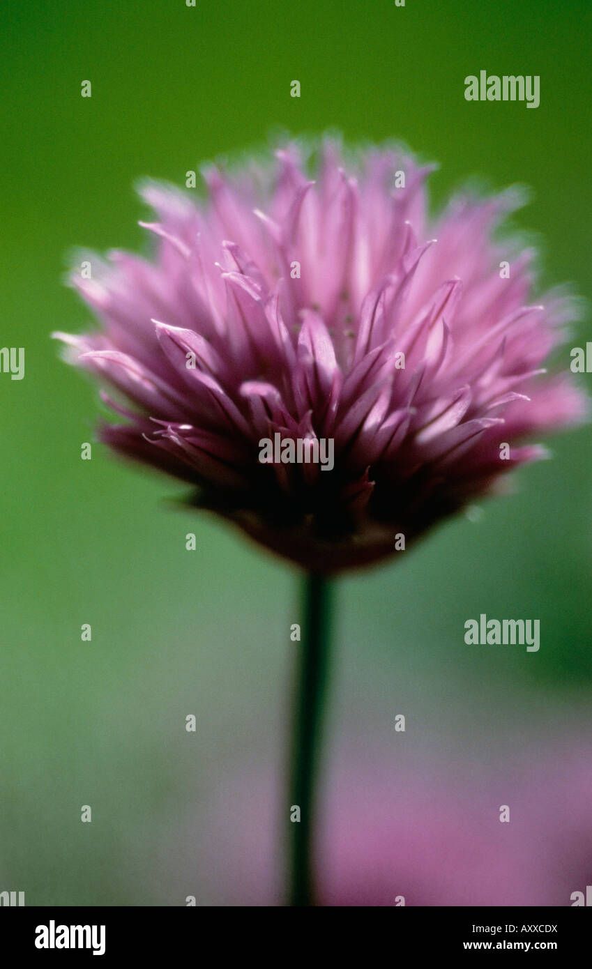 Chive, Allium schoenoprasum, Pink, Allium, schoenoprasum Stock Photo ...