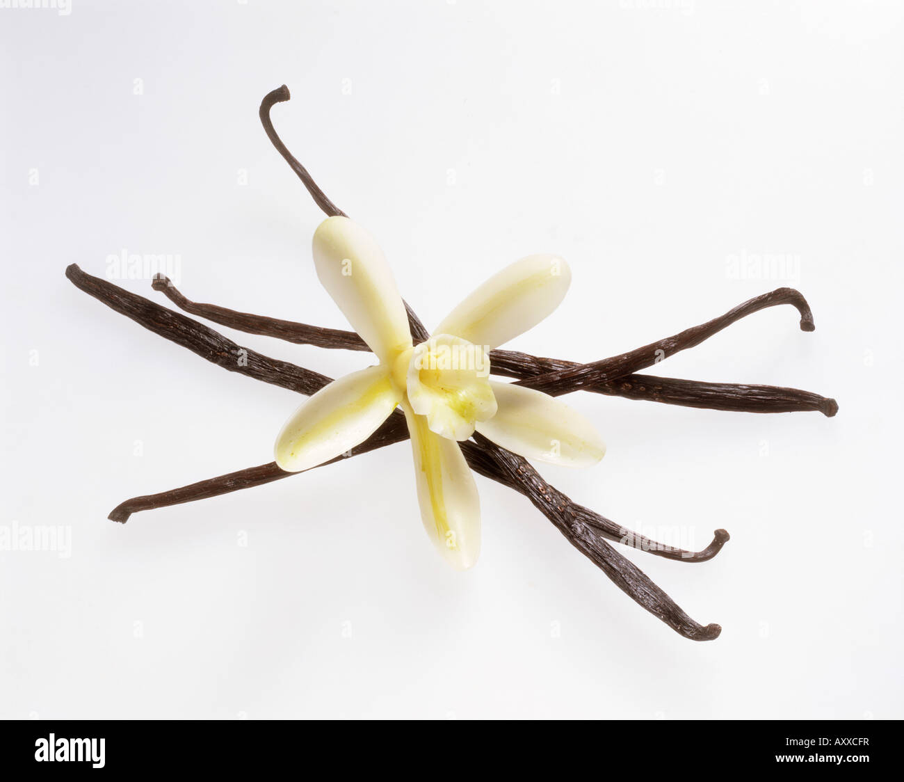 Vanilla planifolia bloom hi-res stock photography and images - Alamy