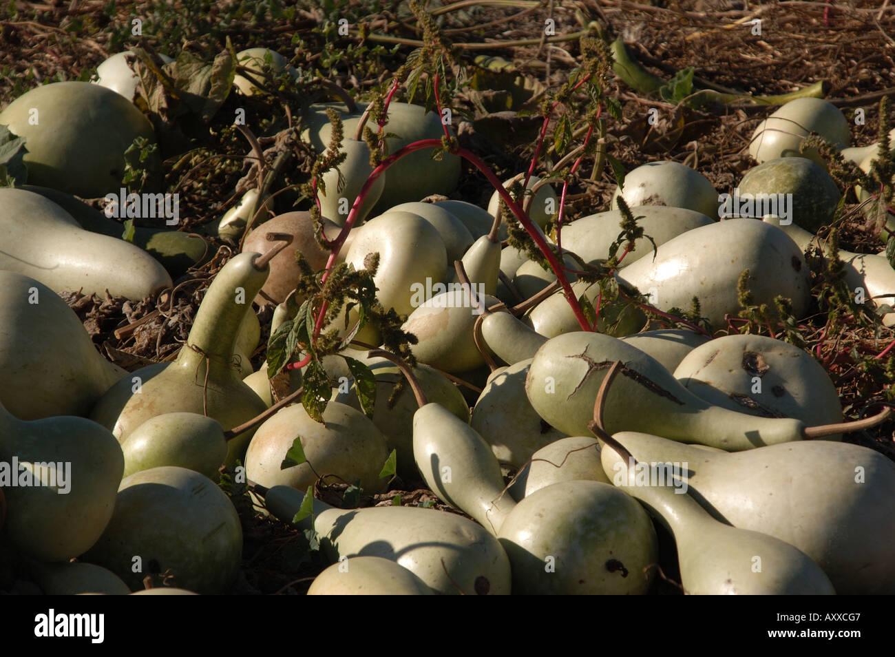 Goards hi-res stock photography and images - Alamy