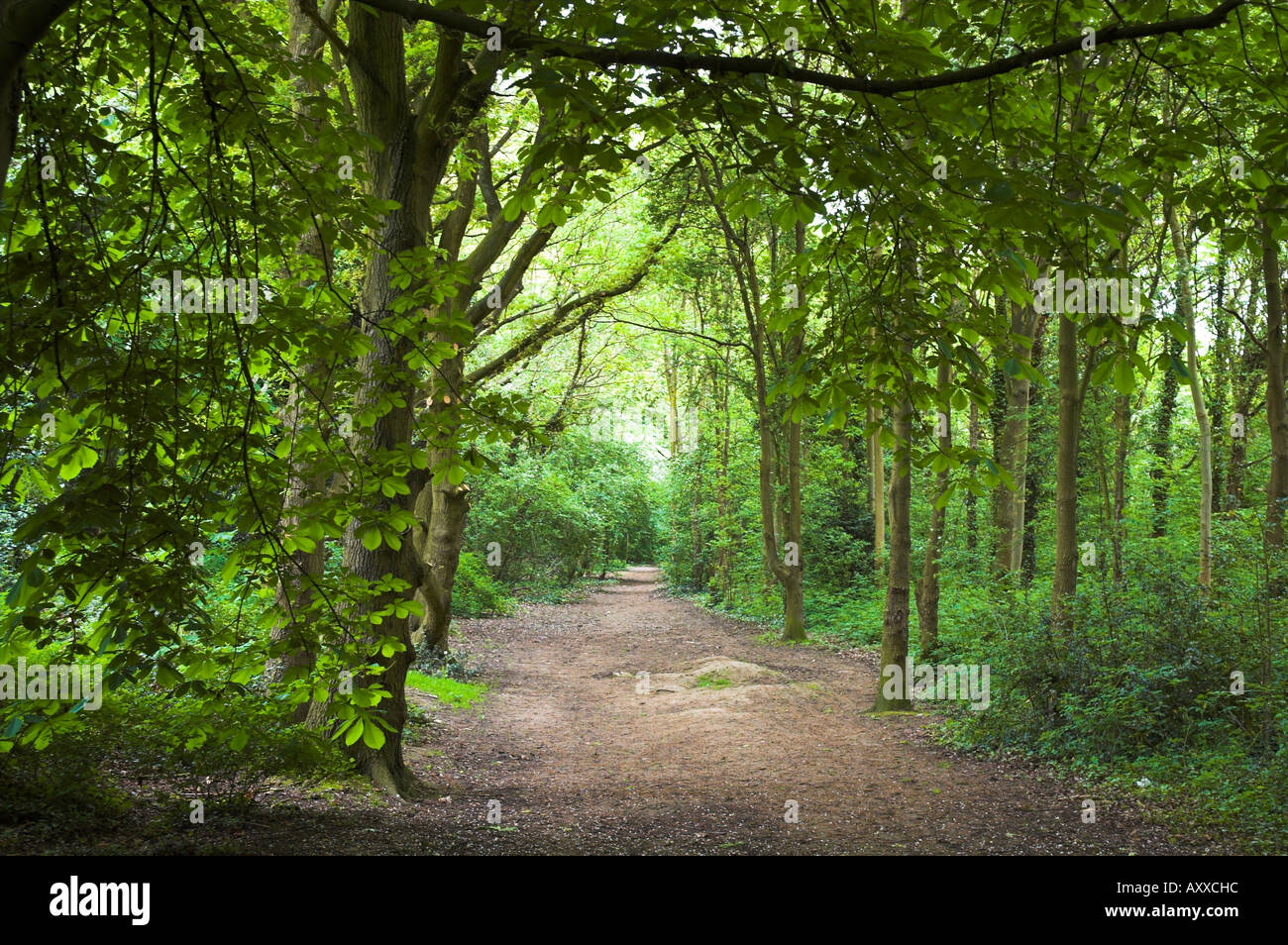 europe uk england surrey forest path Stock Photo - Alamy